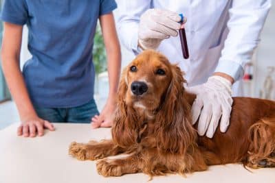 Annual Bloodwork for Pets: Why It Matters for Long-Term Health | Spring ...